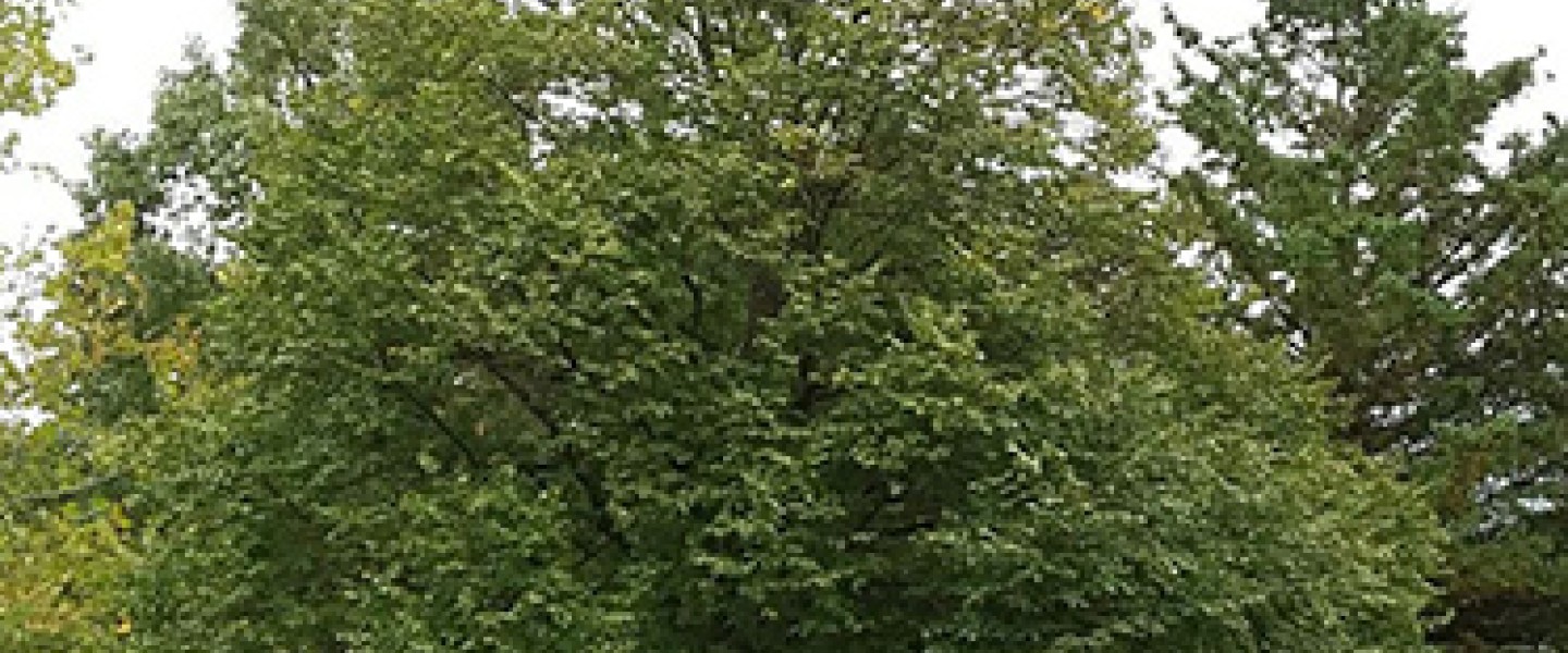 Littleleaf Linden | Cornell Botanic Gardens